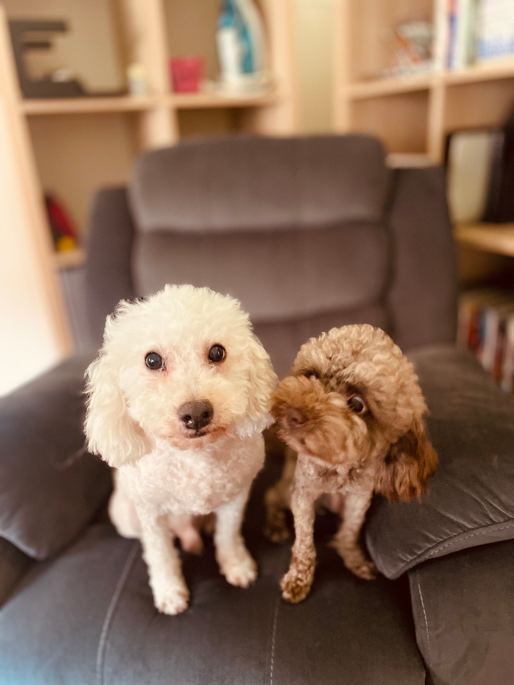 Make these 2 sing in cute puppy voice