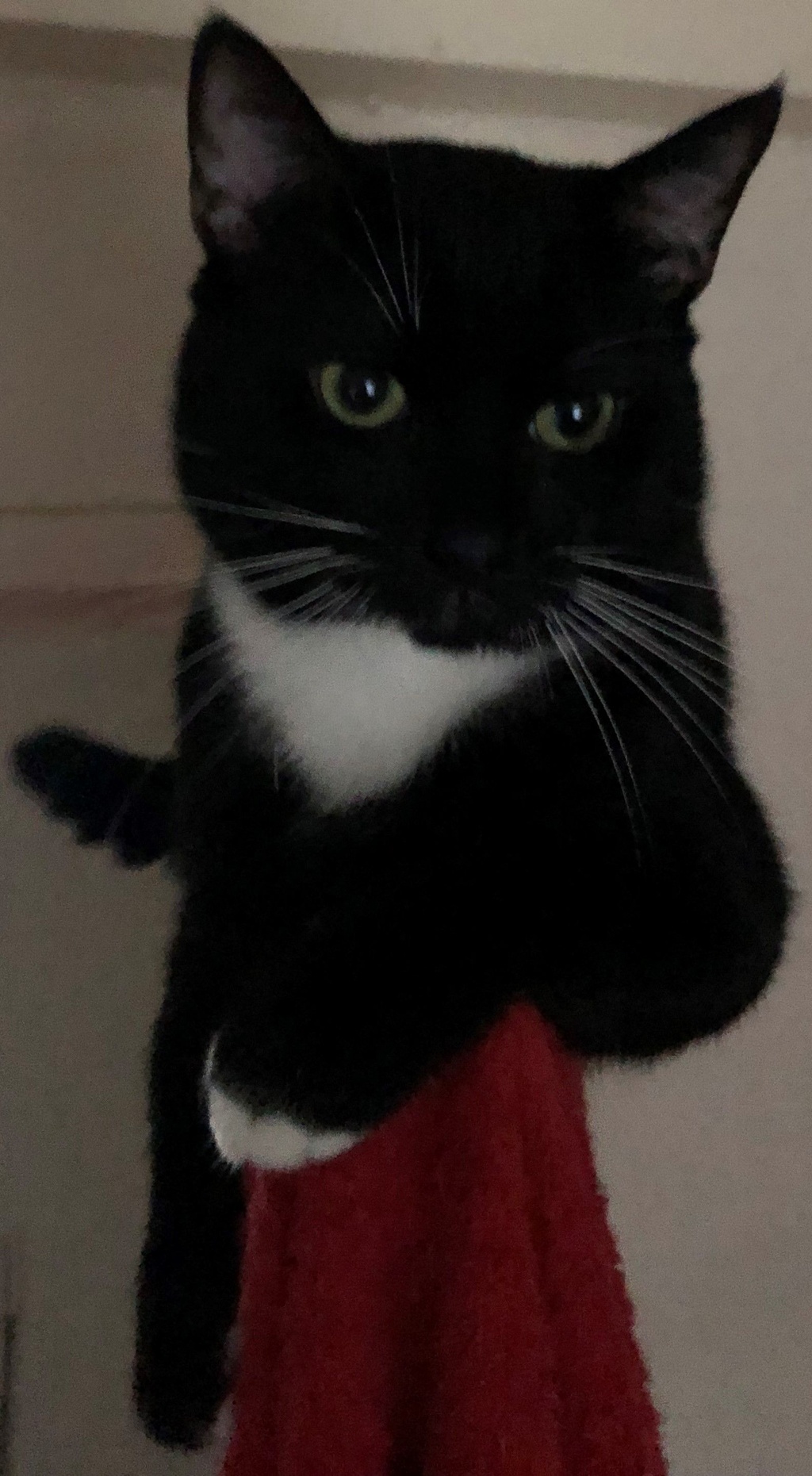 Closeup face portrait of a {cat}, smooth soft skin,... | OpenArt