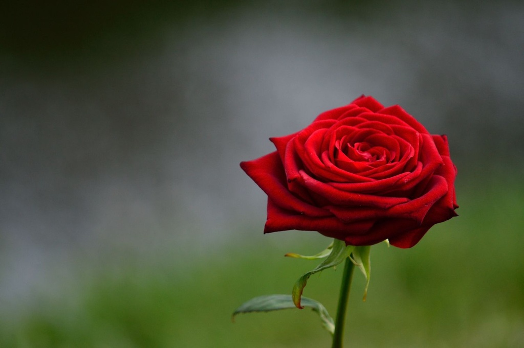 Red rose, perfect composition, hyper realistic, supe... | OpenArt