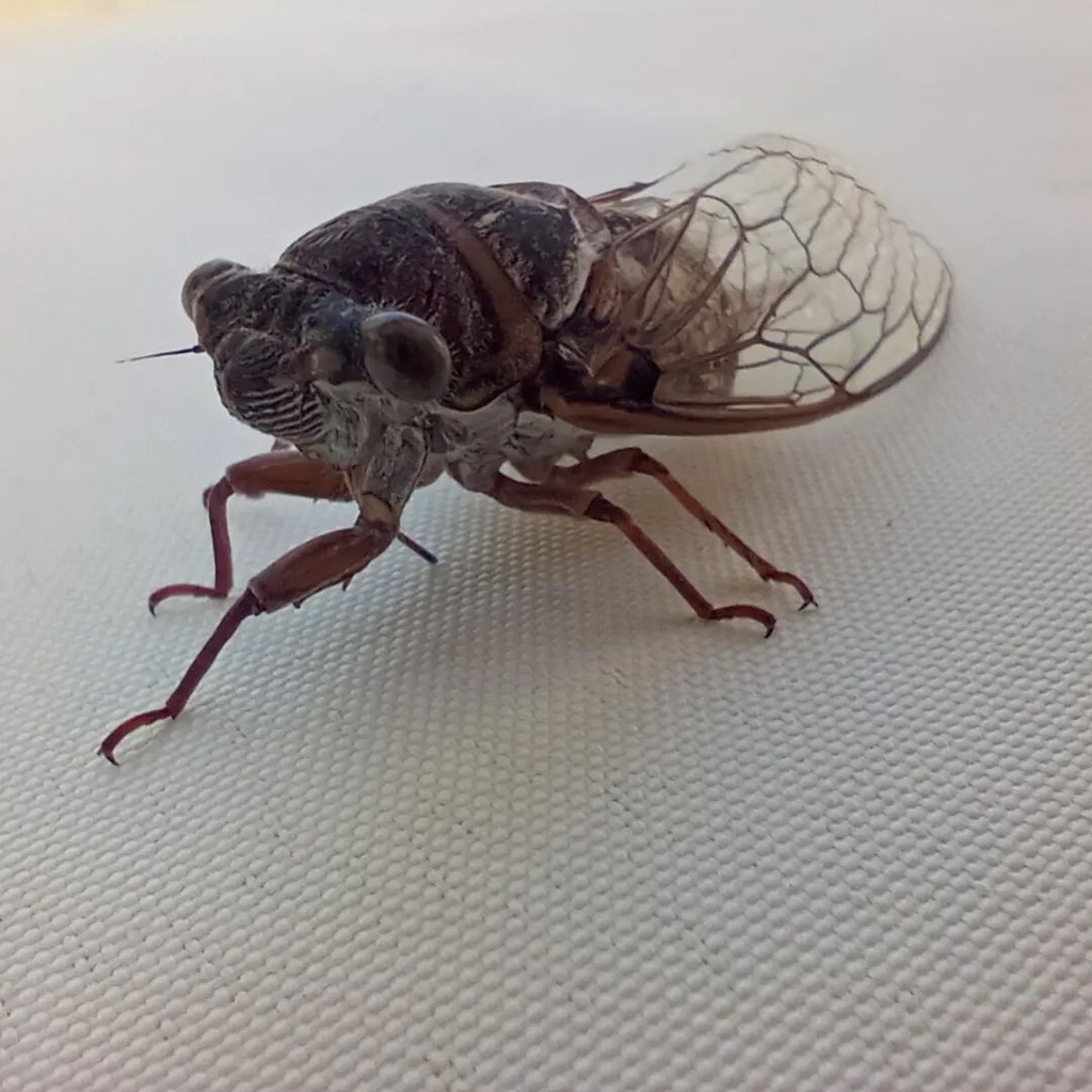 Bull riding, cowboy, insect, hyperdetailed, UHD, Art... | OpenArt