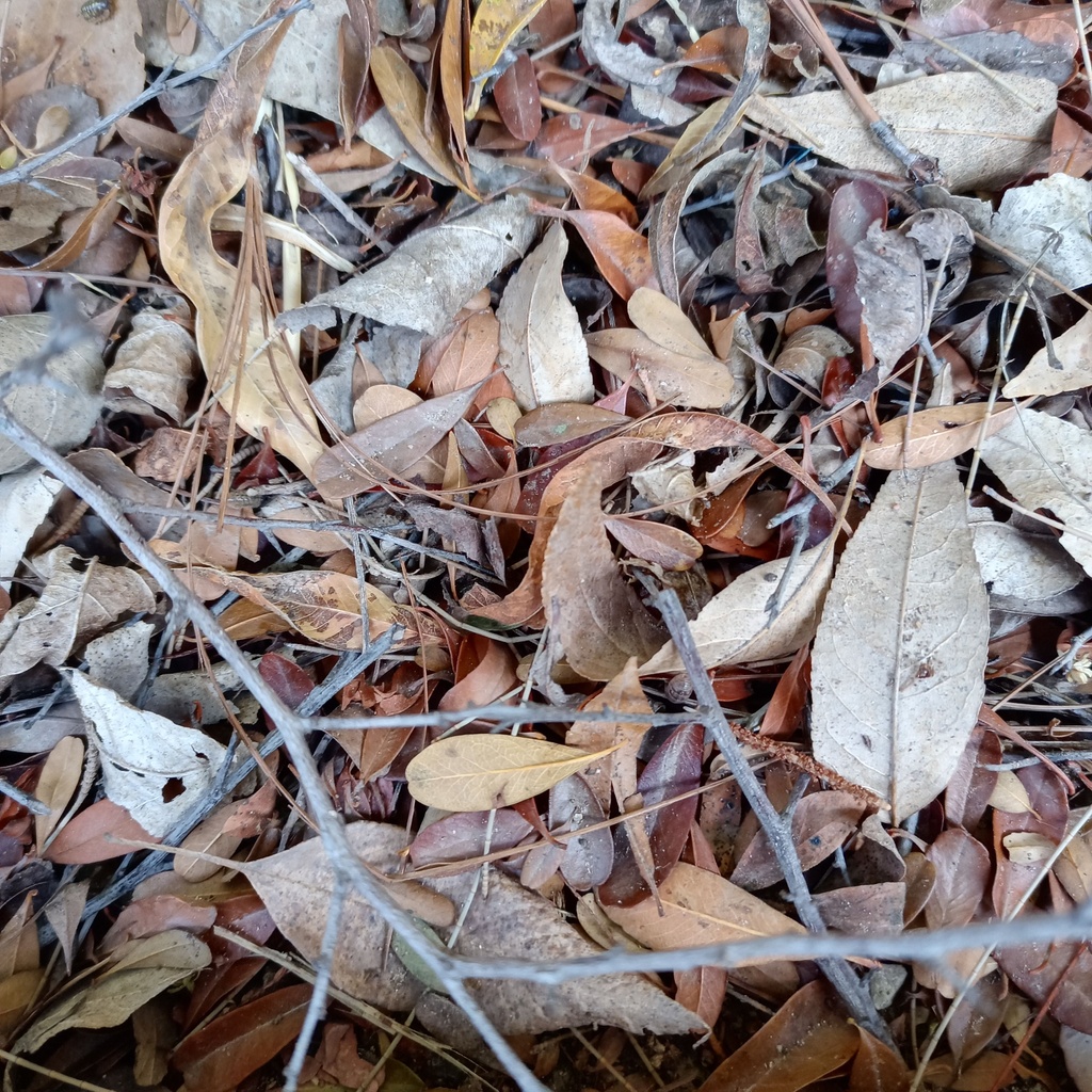 a beautiful and lovely sweet Rigelian alien German... | OpenArt