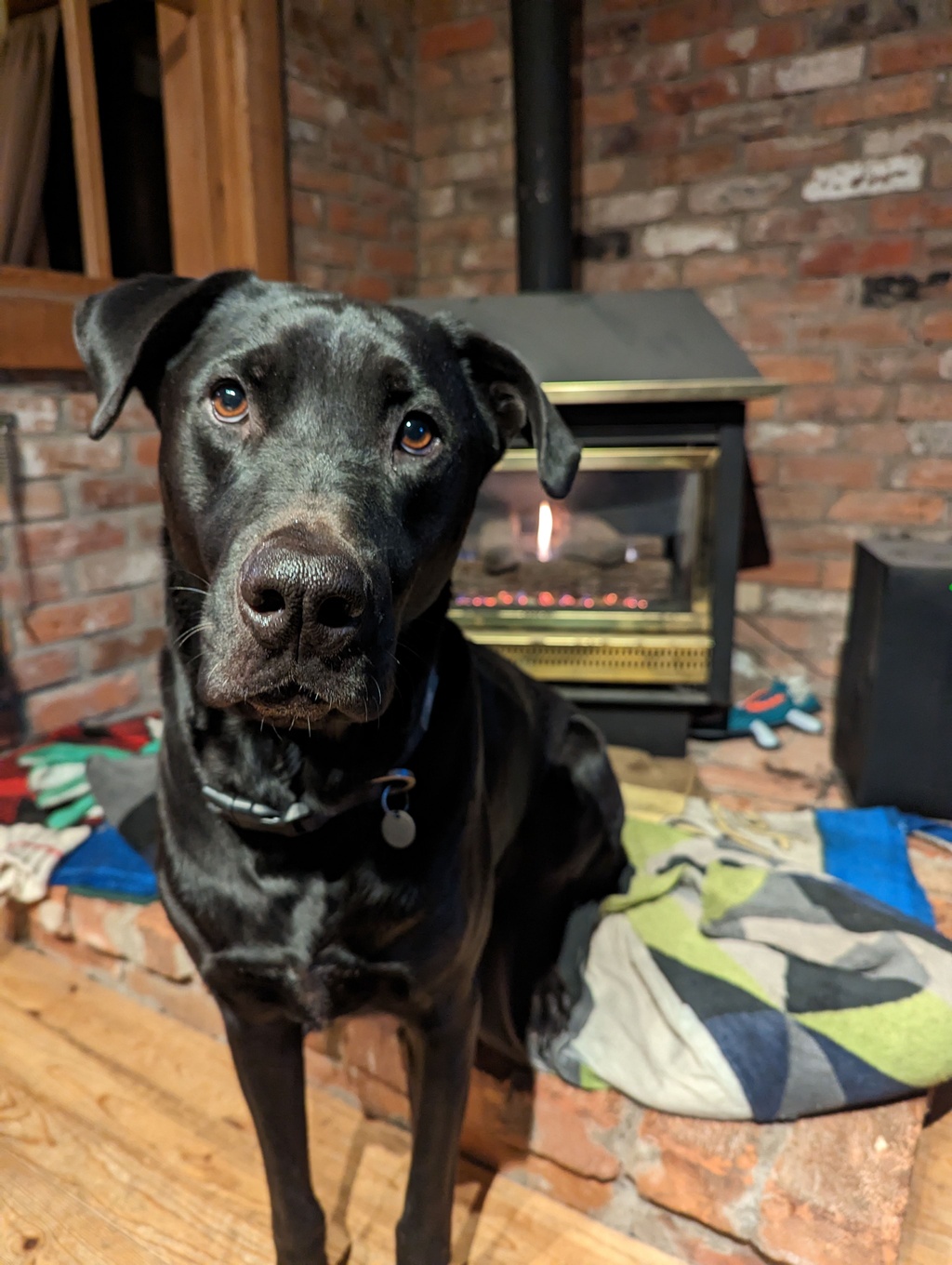 Make my dog look evil | OpenArt