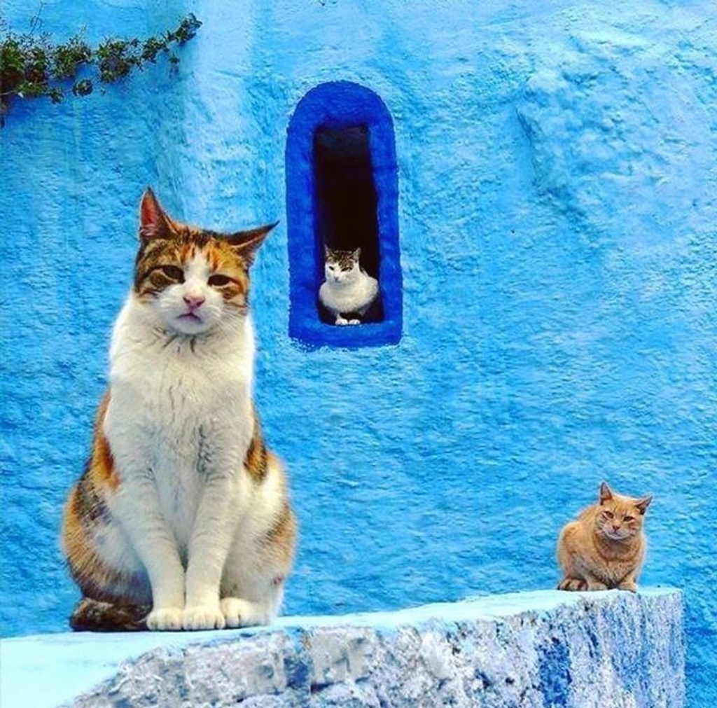 Cats At A Street Corner Of Chefchouen By Dan Witz H Openart