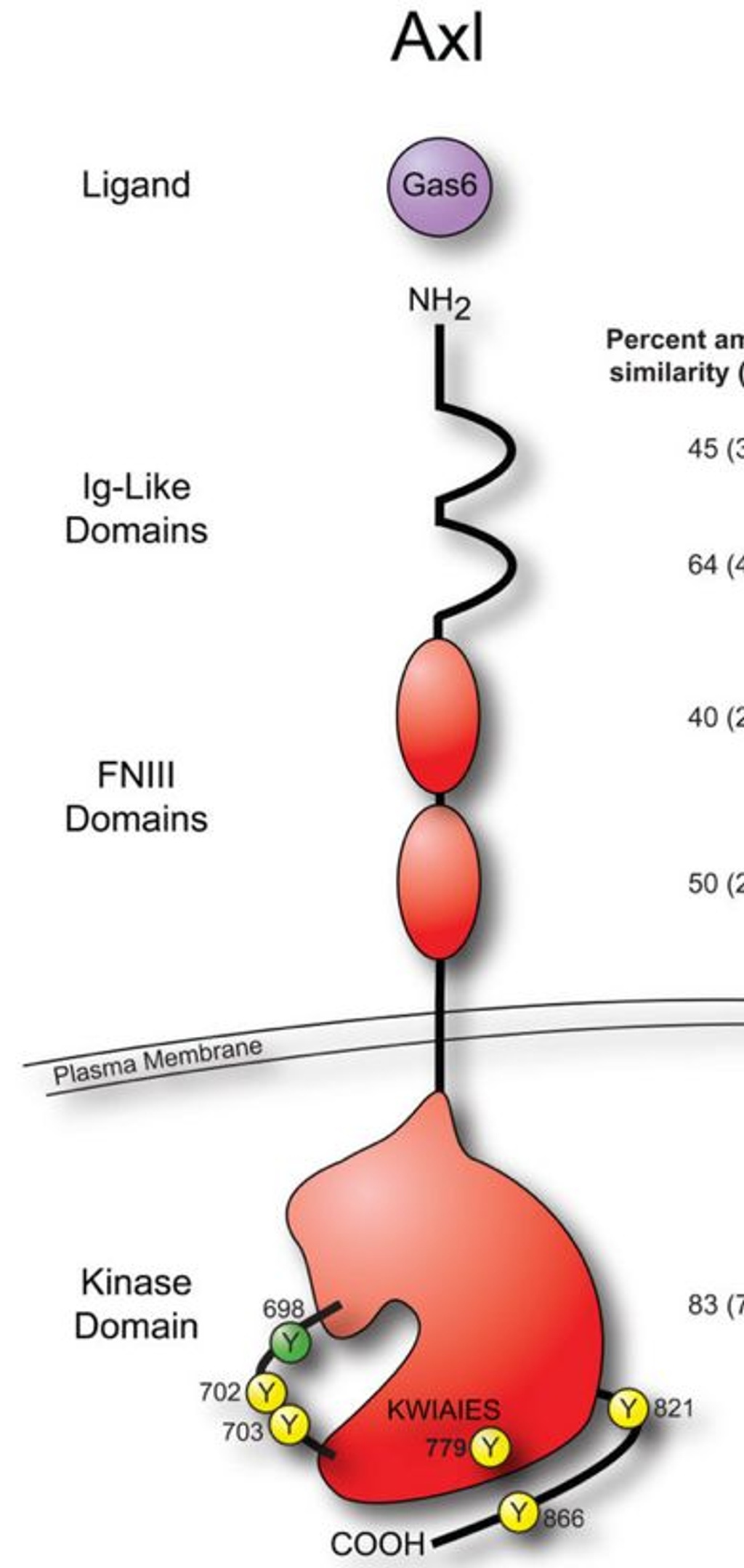 simple schematic model of AXL tyrosine kinase with Gas6