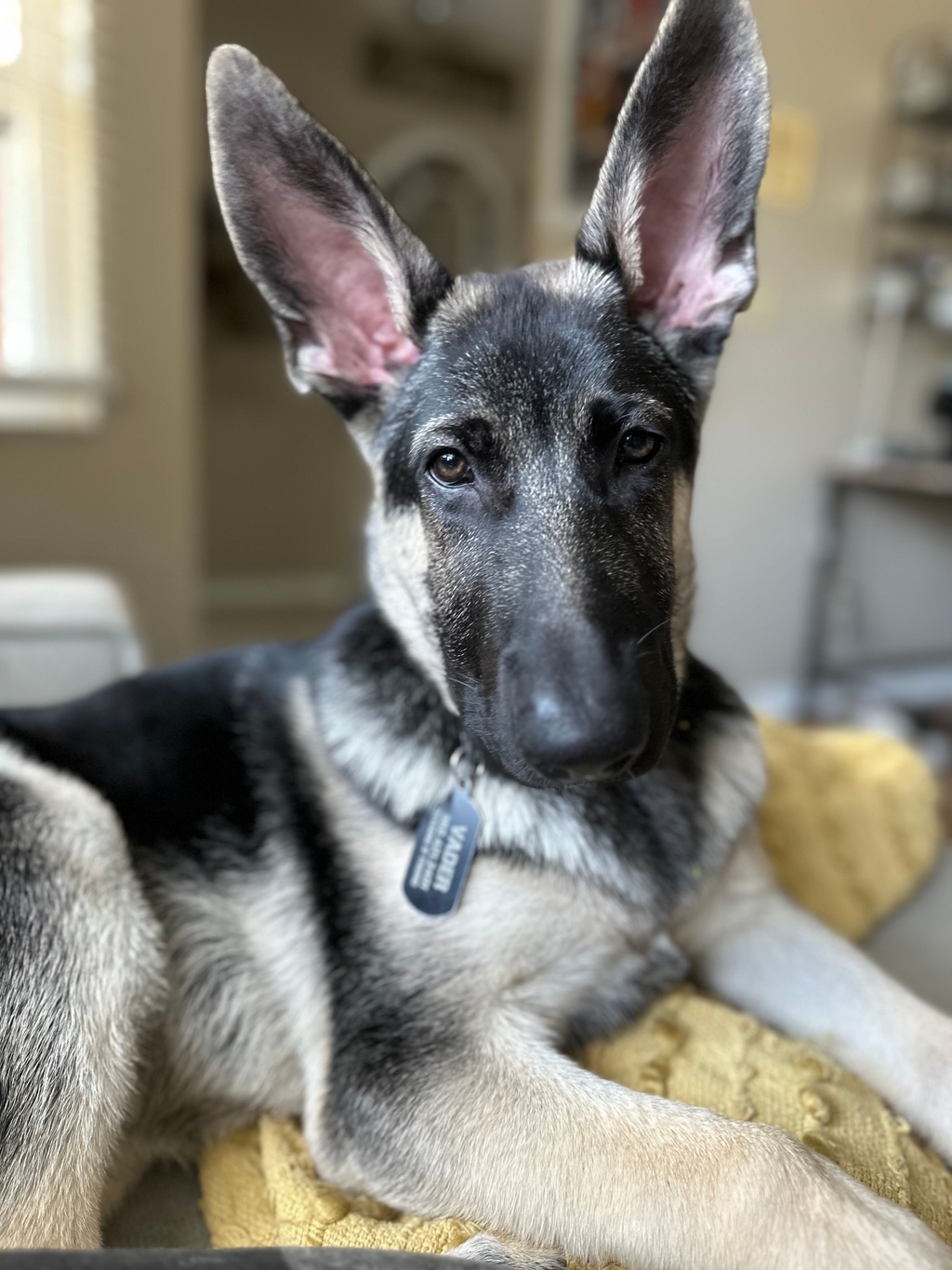 german shepherd, studio lighting