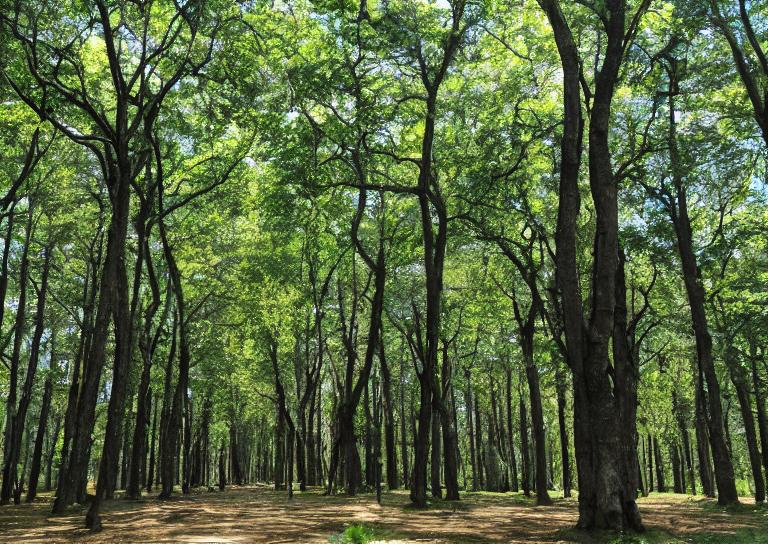 Trees with large canopy | OpenArt