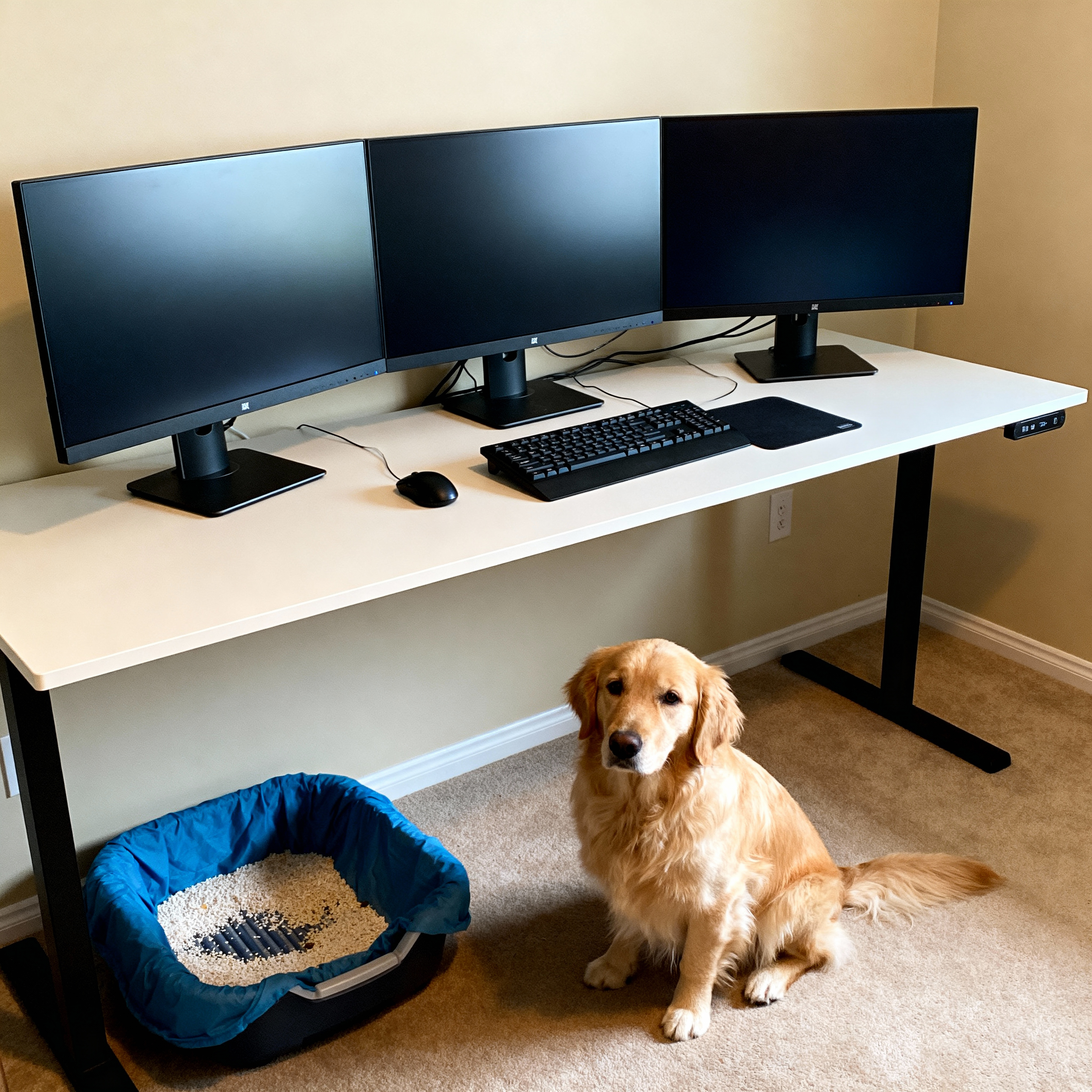 Computer Monitors, 3 screens. Mouse, Dog, Litterbox