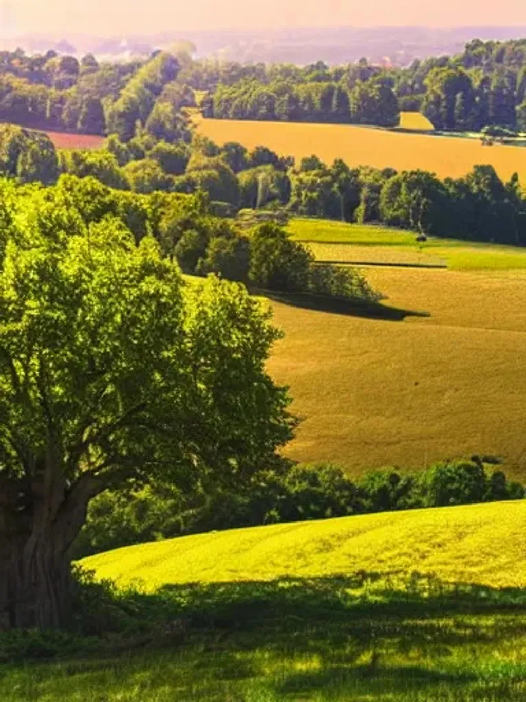 countryside with trees in summer | OpenArt