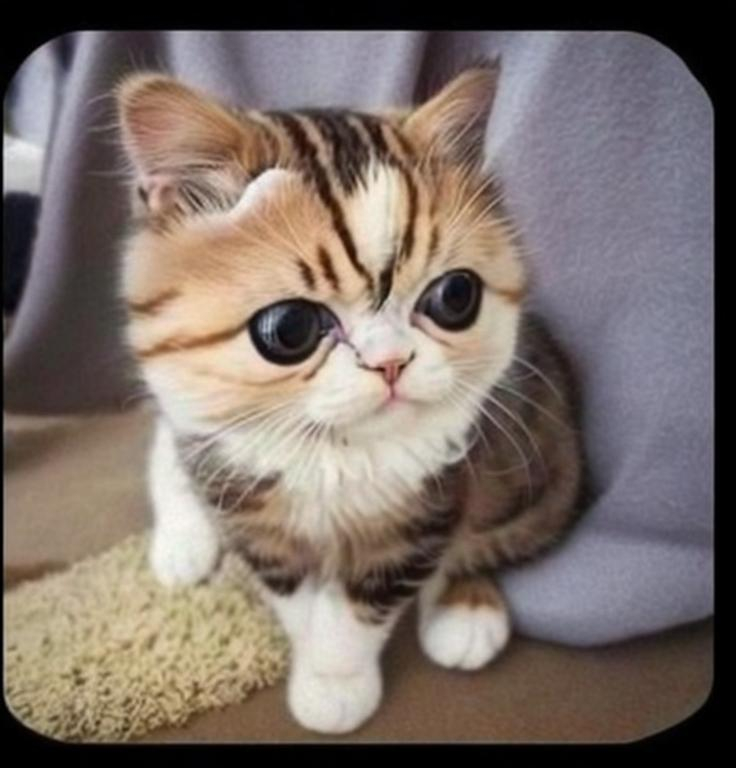 Cute cat outfit | OpenArt