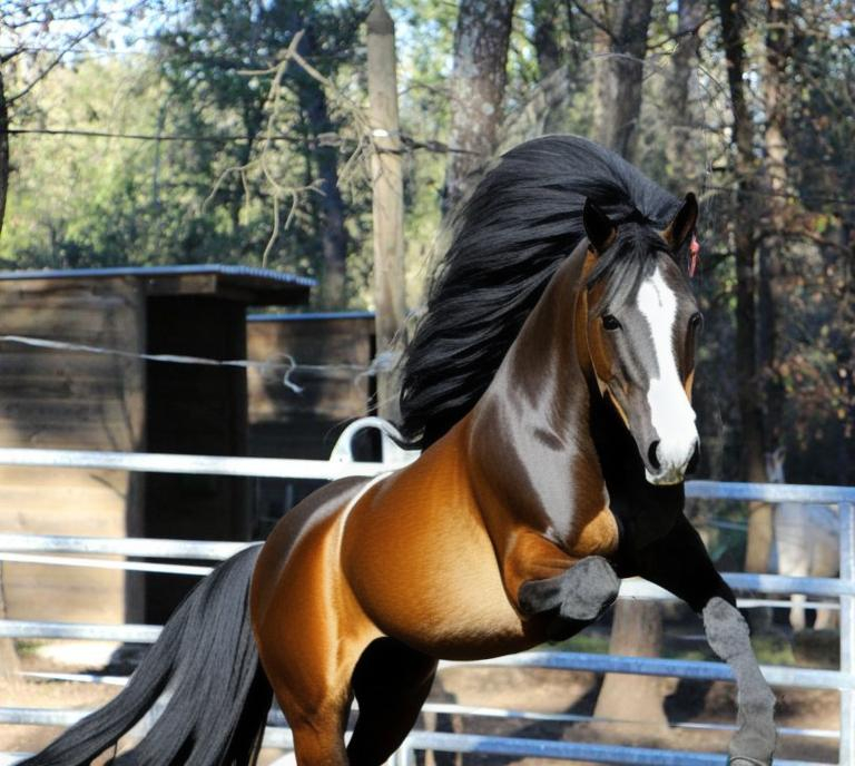 black horse with white mane and tail