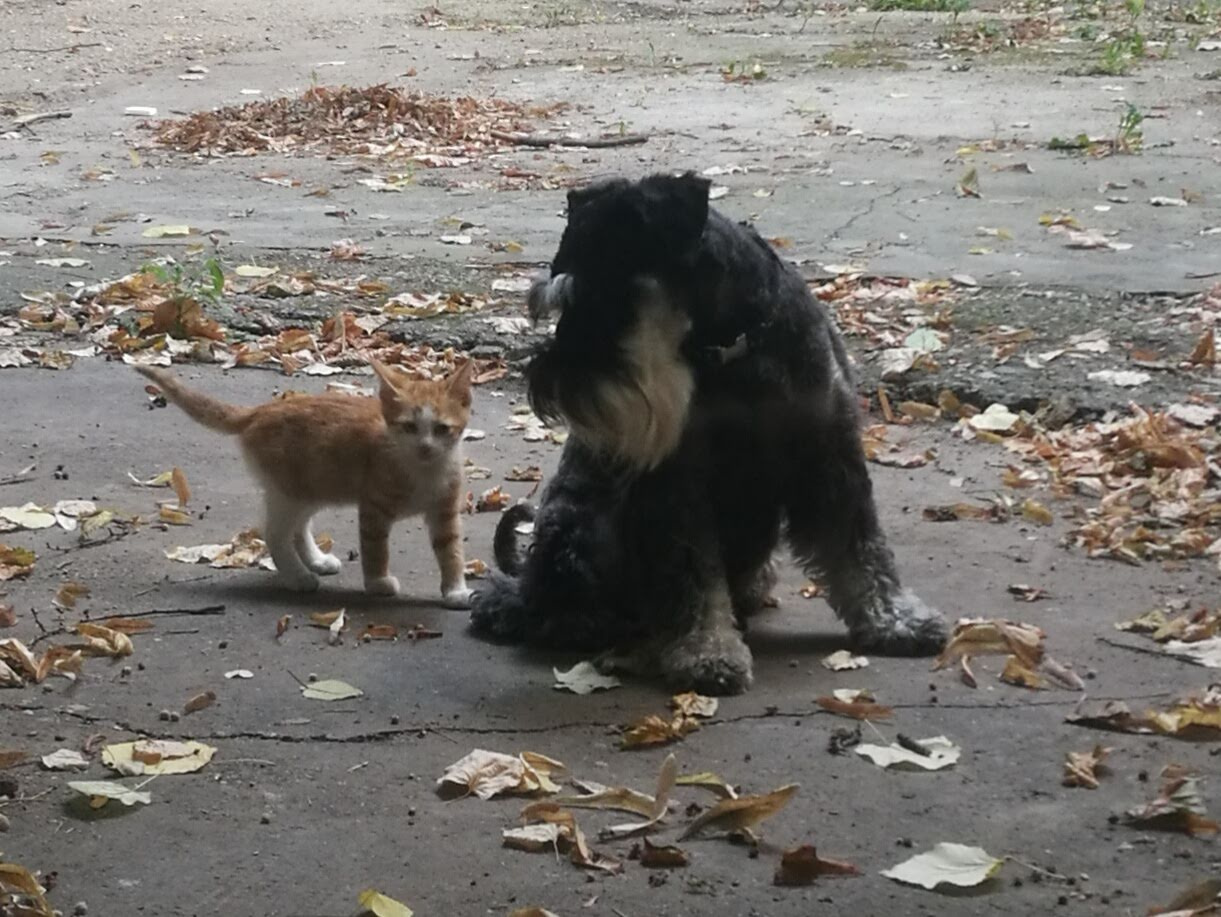 supir | ComfyUI Workflow