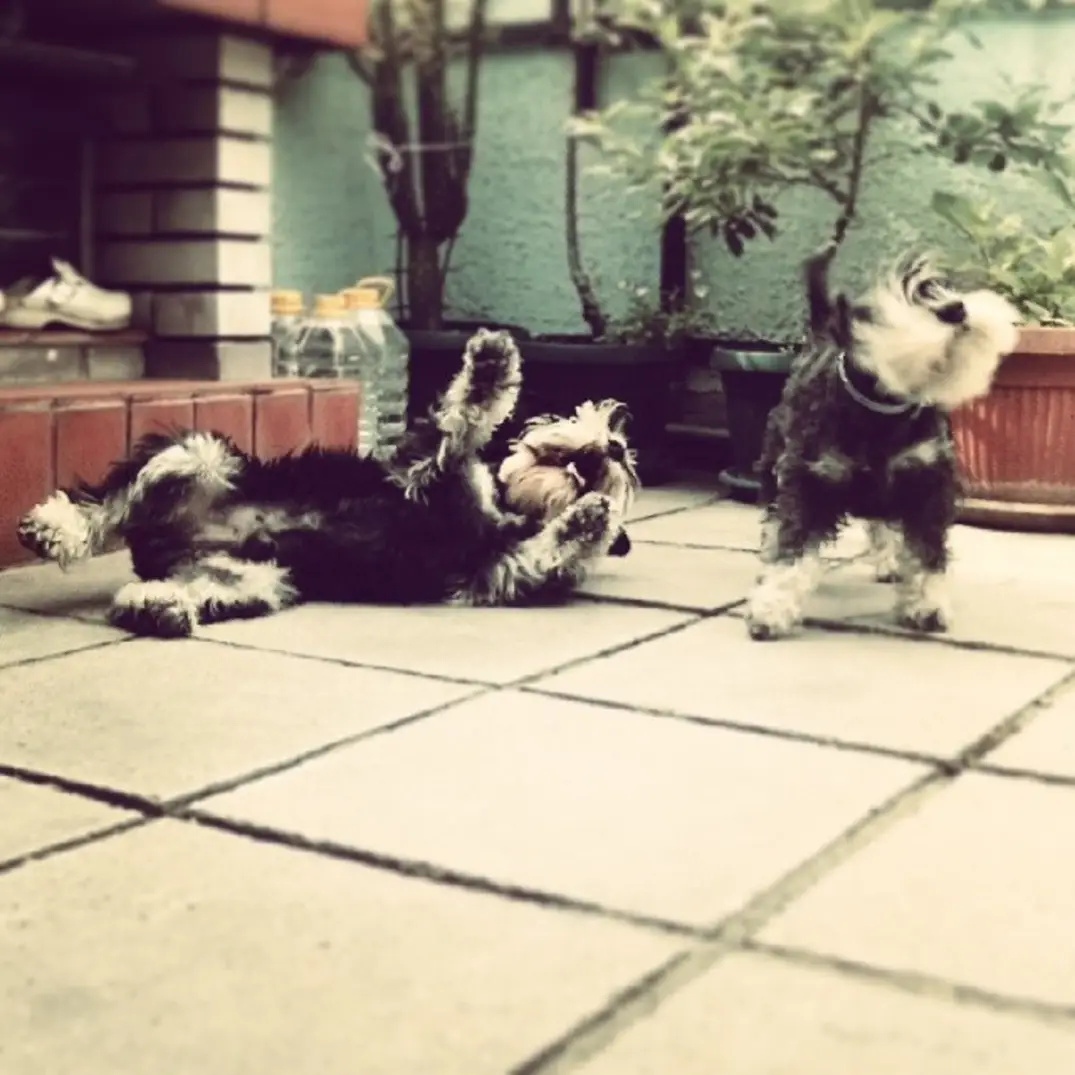 supir | ComfyUI Workflow